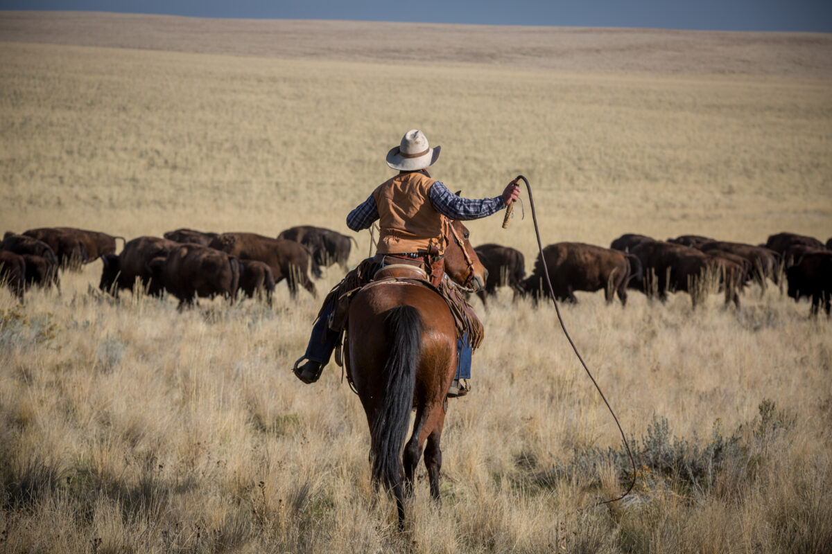 Cowboys and bison on the move at annual Bison Roundup | News, Sports ...